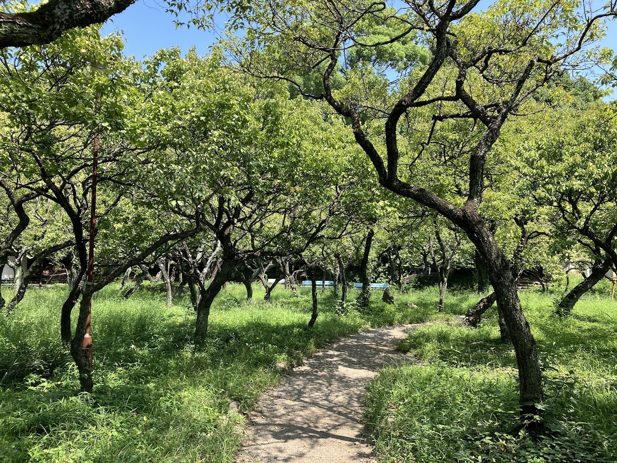 葉月の谷保天満宮: わたしのギャラリー